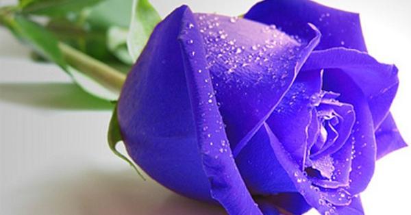 Blue Roses Puzzle | Play Games 365 Free Online